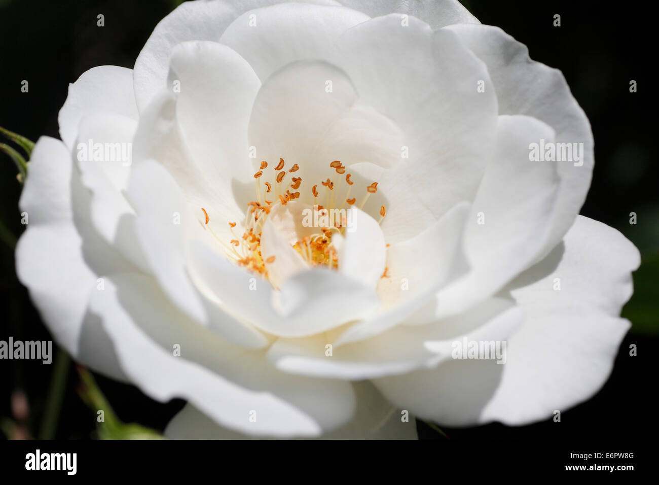 Schneewittchen rose hi-res stock photography and images - Alamy