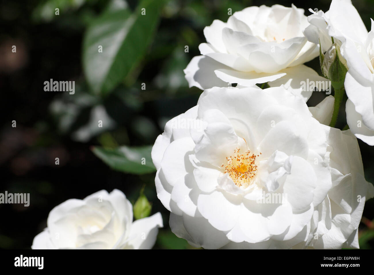 Schneewittchen rose hi-res stock photography and images - Alamy