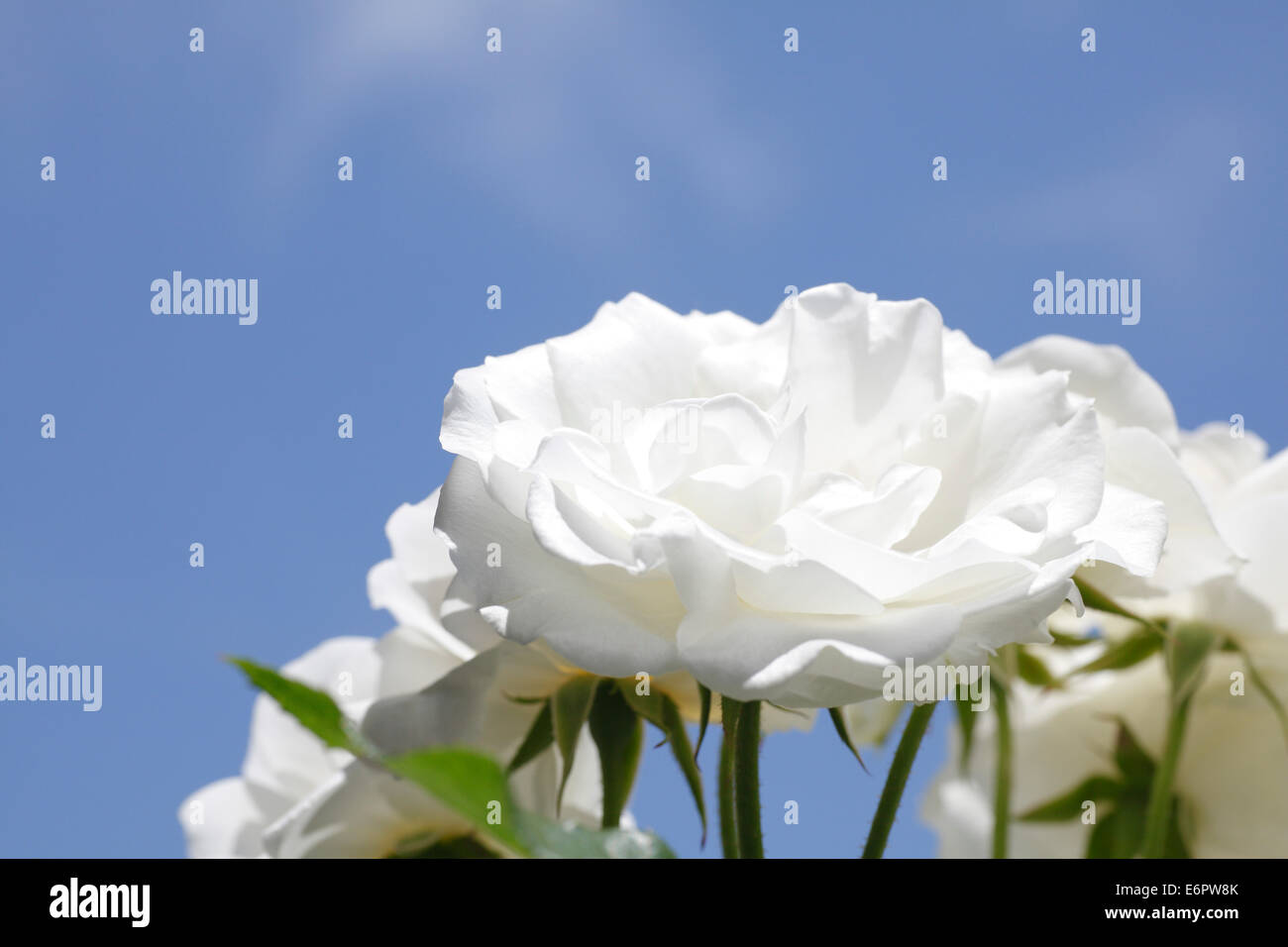 Schneewittchen rose hi-res stock photography and images - Alamy