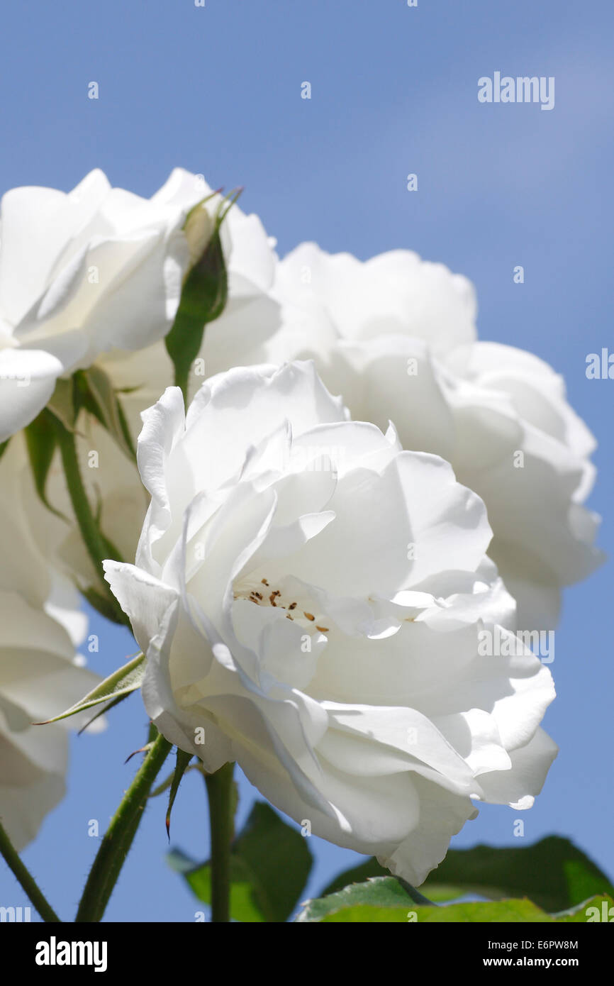 Schneewittchen rose hi-res stock photography and images - Alamy