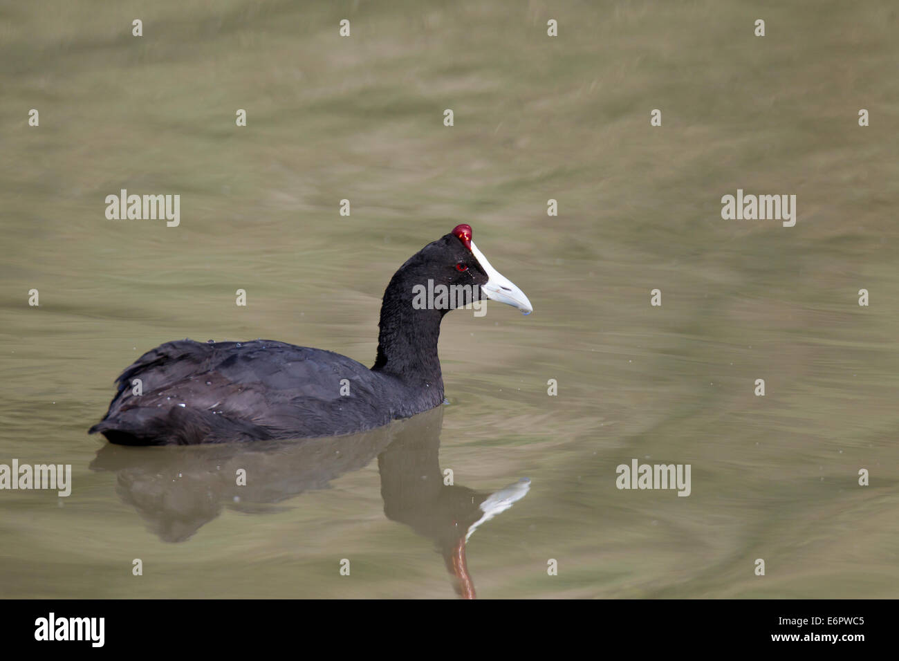 Crested Coot Fulica cristata Kammblässhuhn Red-knobbed Coot blaesshuhn ...