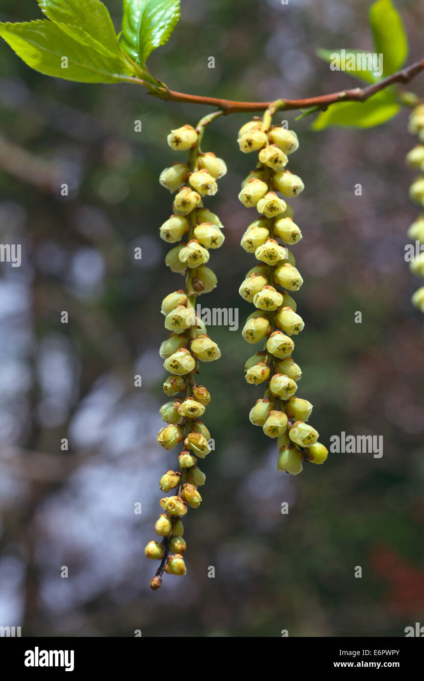 Stachyurus praecox hi-res stock photography and images - Alamy