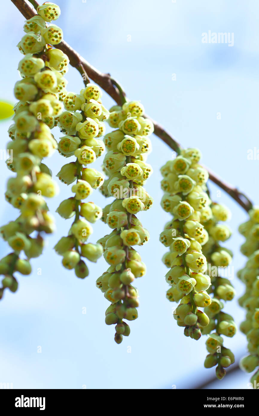 Tachyurus praecox hi-res stock photography and images - Alamy