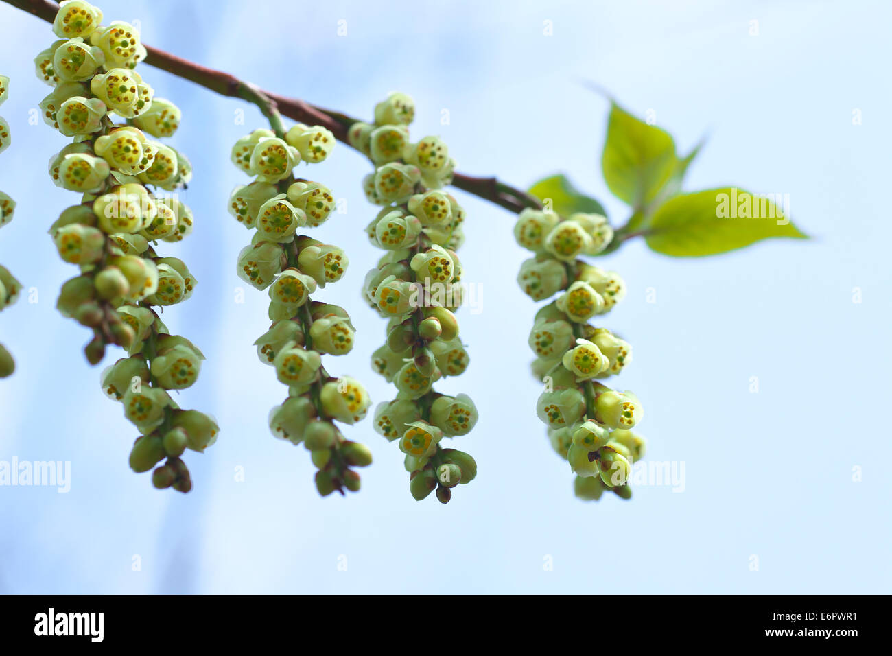 Tachyurus praecox hi-res stock photography and images - Alamy