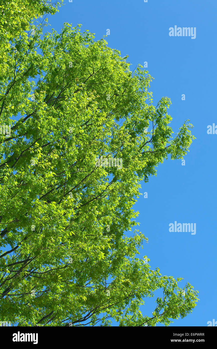 Tree and sky Stock Photo - Alamy