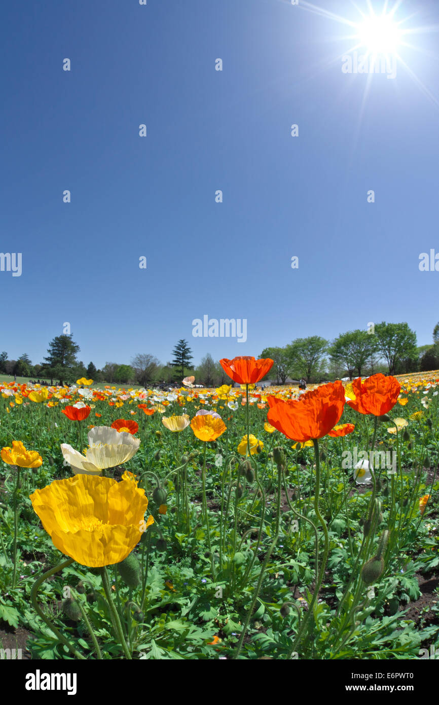 Huge poppy field hi-res stock photography and images - Alamy