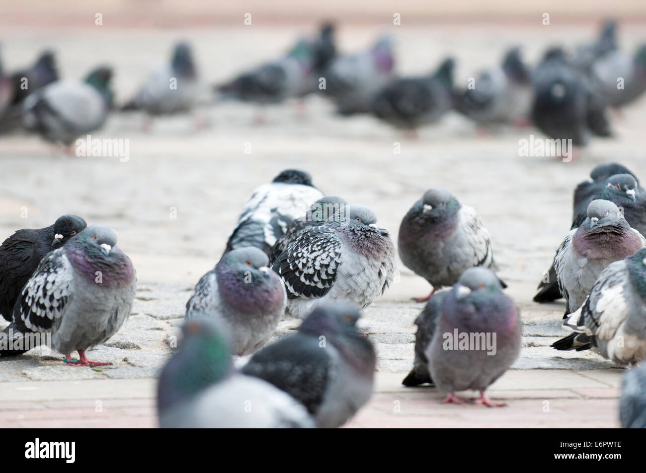 Polish pigeon hi-res stock photography and images - Alamy