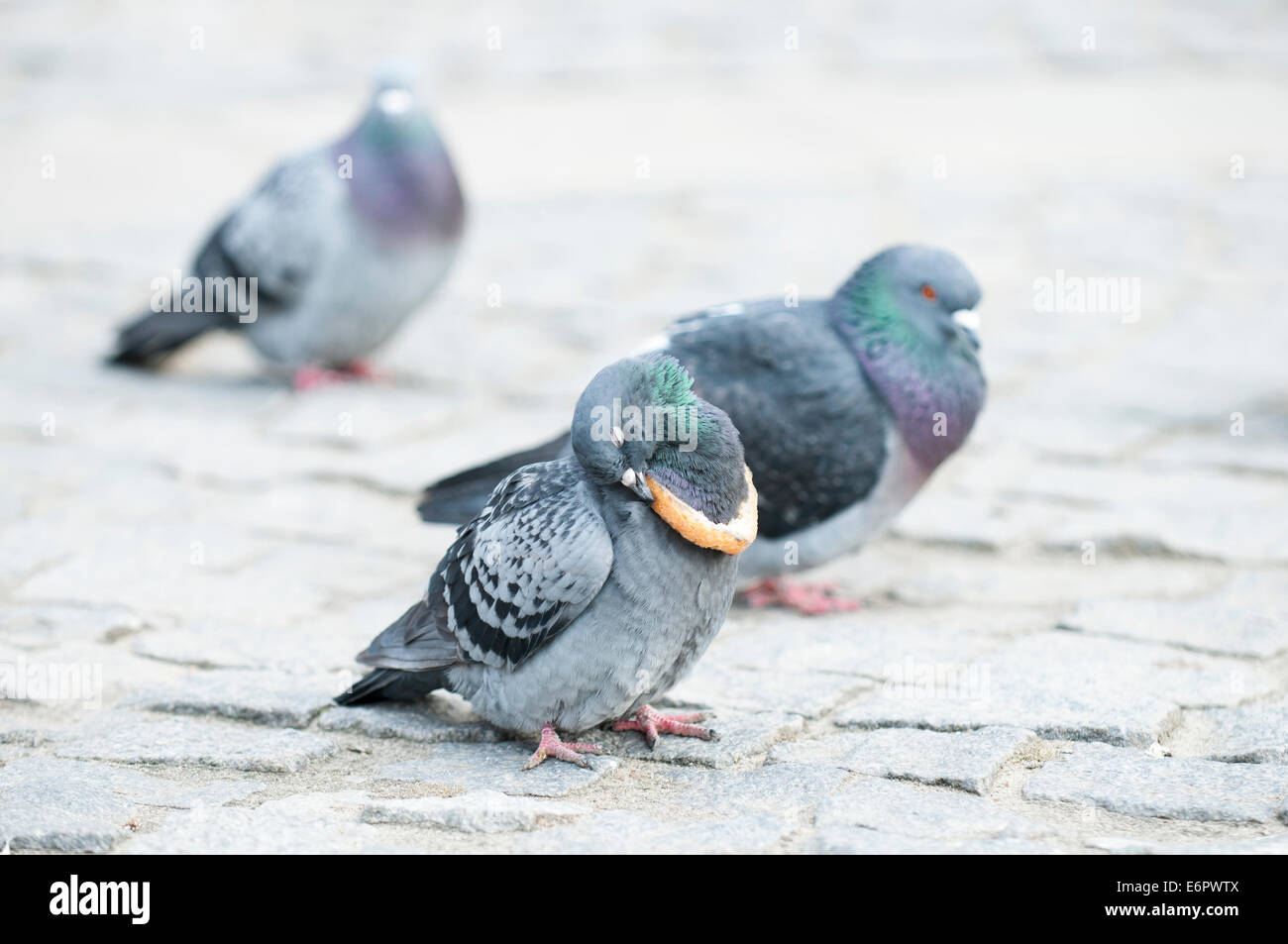 Polish pigeon hi-res stock photography and images - Alamy
