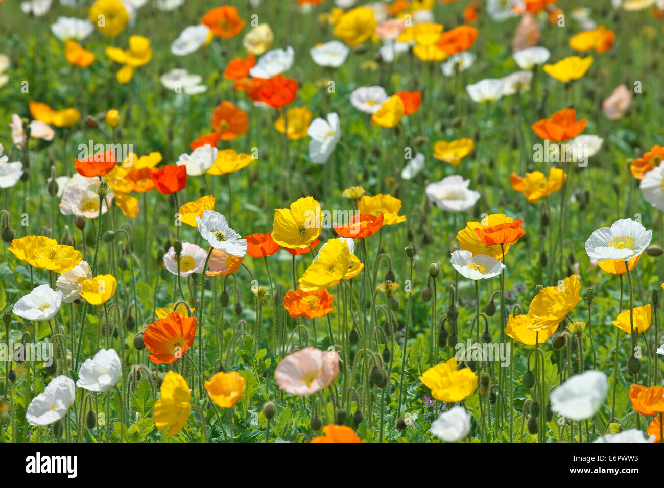 Side view poppy hi-res stock photography and images - Alamy