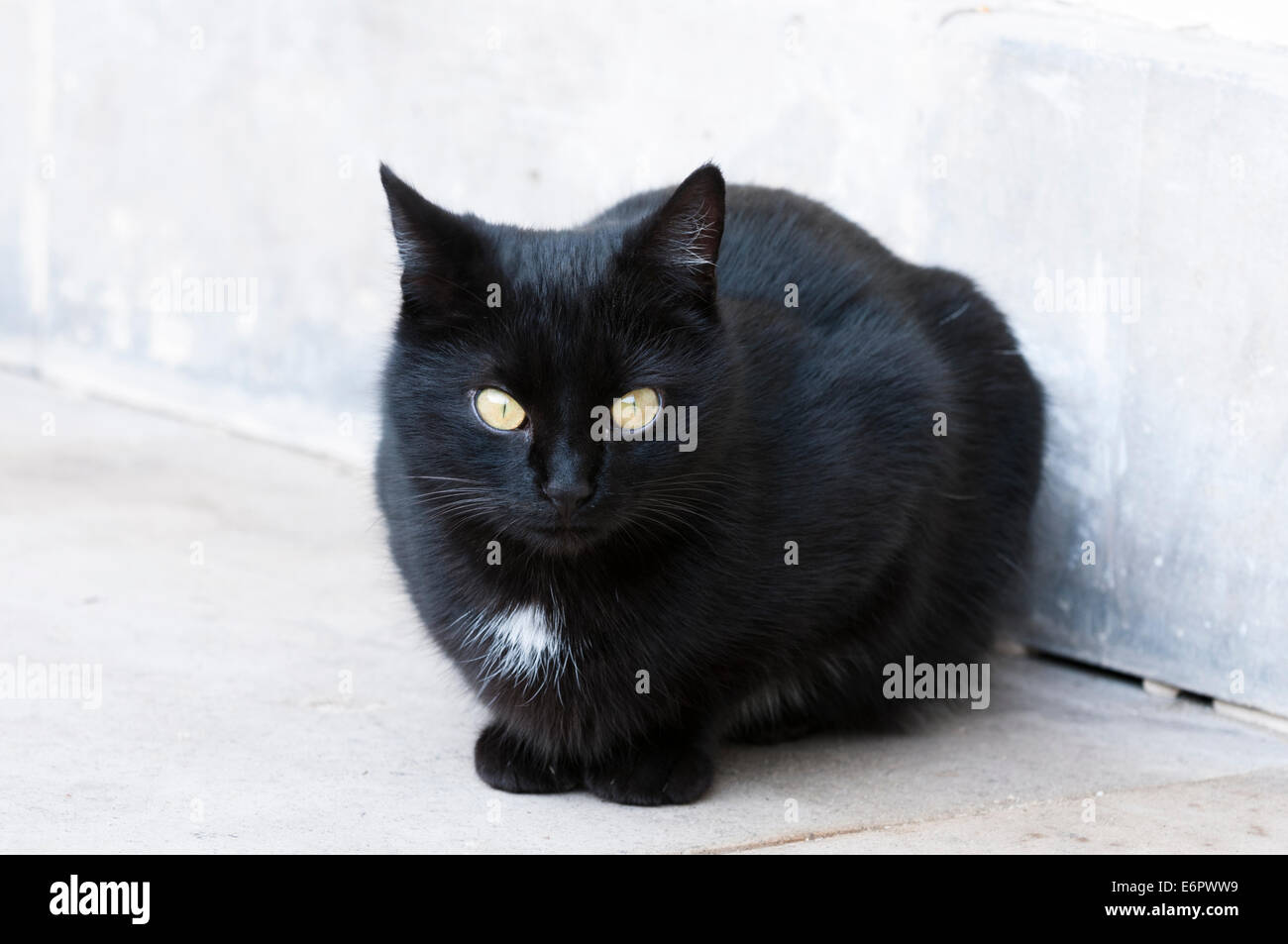 Polish cat hi-res stock photography and images - Alamy