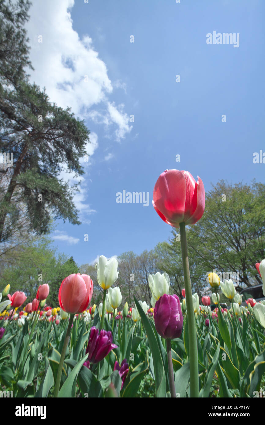 Tulip grove hi-res stock photography and images - Alamy