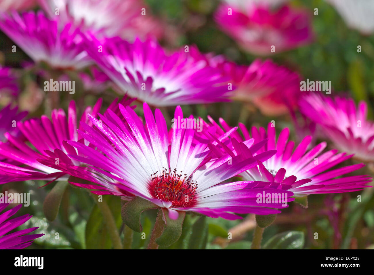 White daisy livingstone daisy flower hi-res stock photography and ...