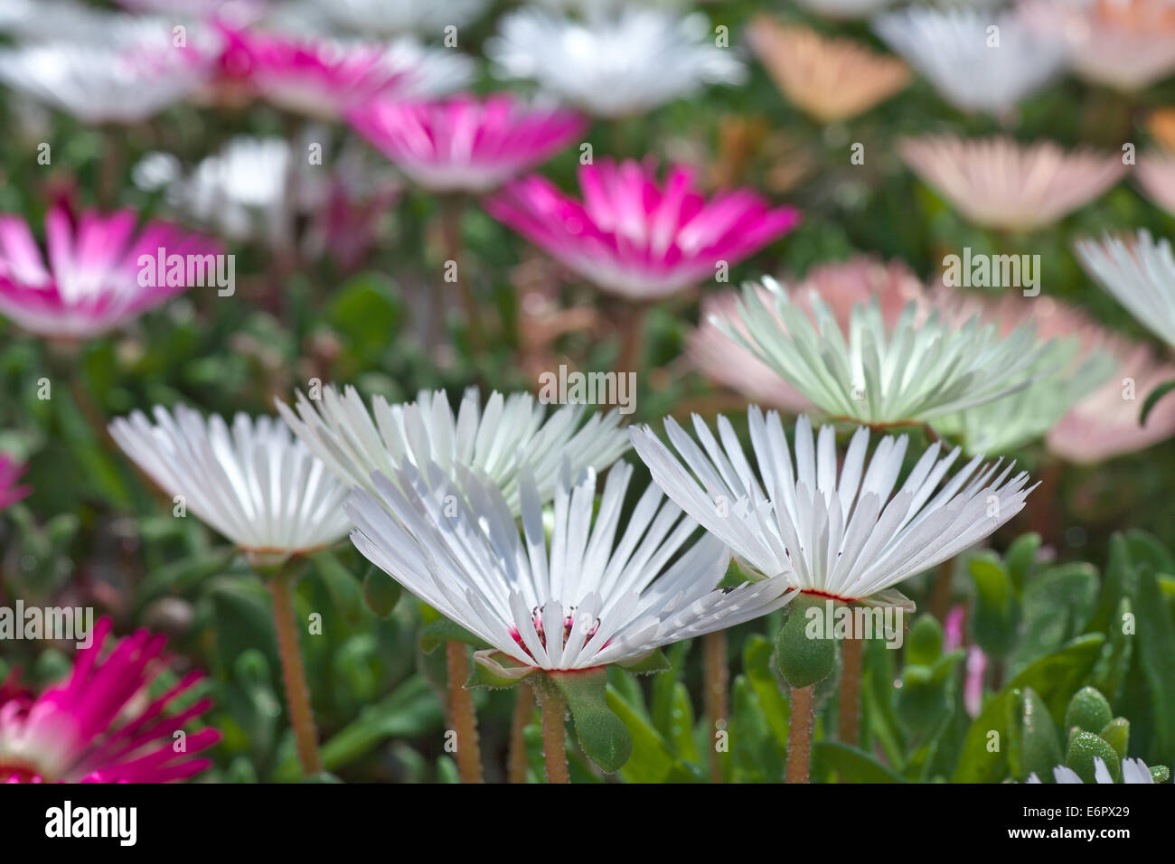 White daisy livingstone daisy flower hi-res stock photography and ...