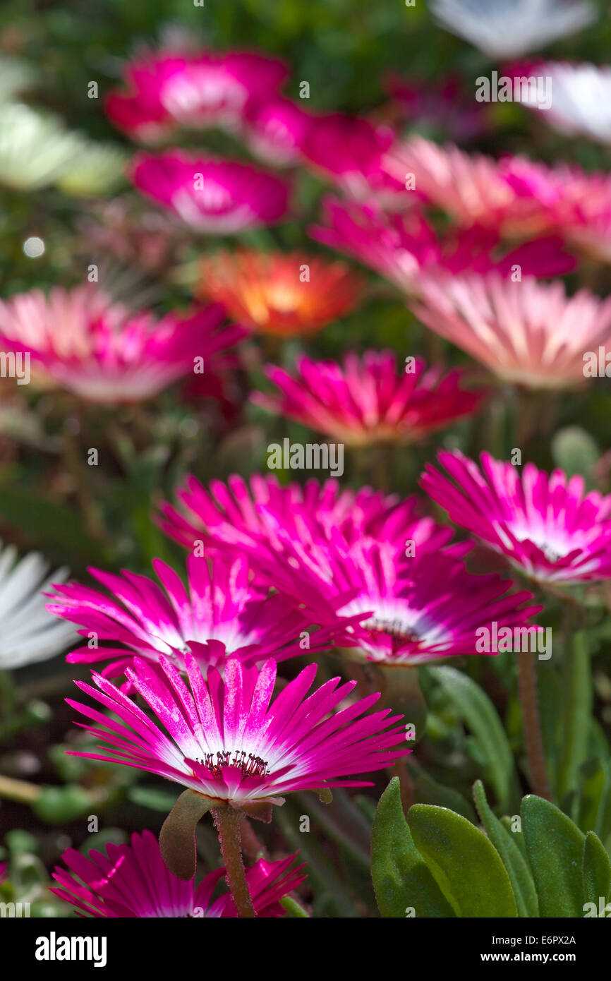White daisy livingstone daisy flower hi-res stock photography and ...