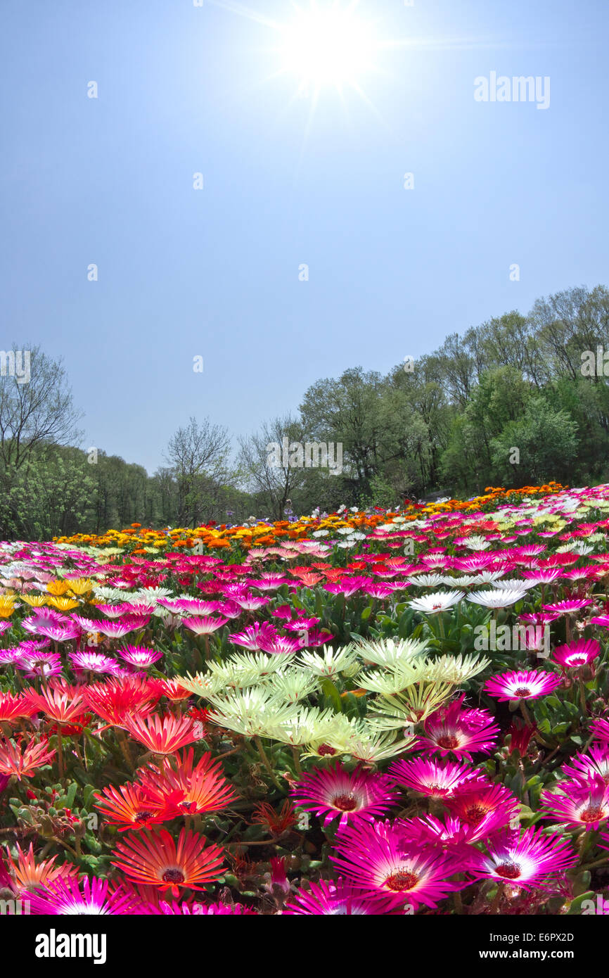 White daisy livingstone daisy flower hi-res stock photography and ...
