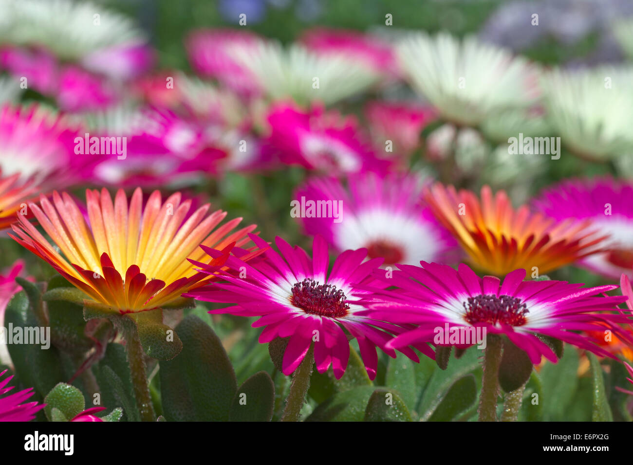 White daisy livingstone daisy flower hi-res stock photography and ...