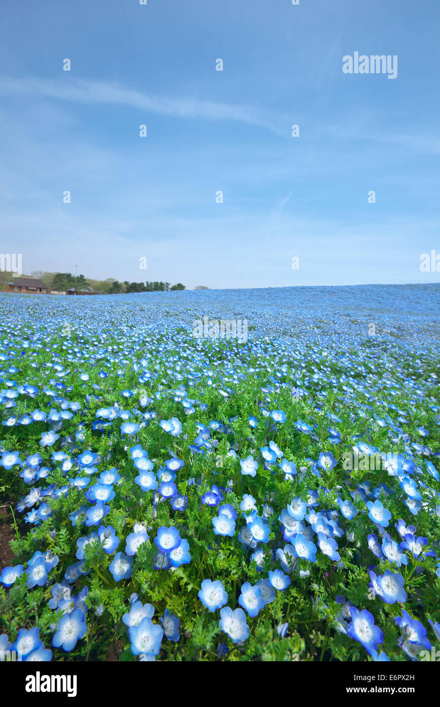 Ibaraki Prefecture, Japan Stock Photo - Alamy