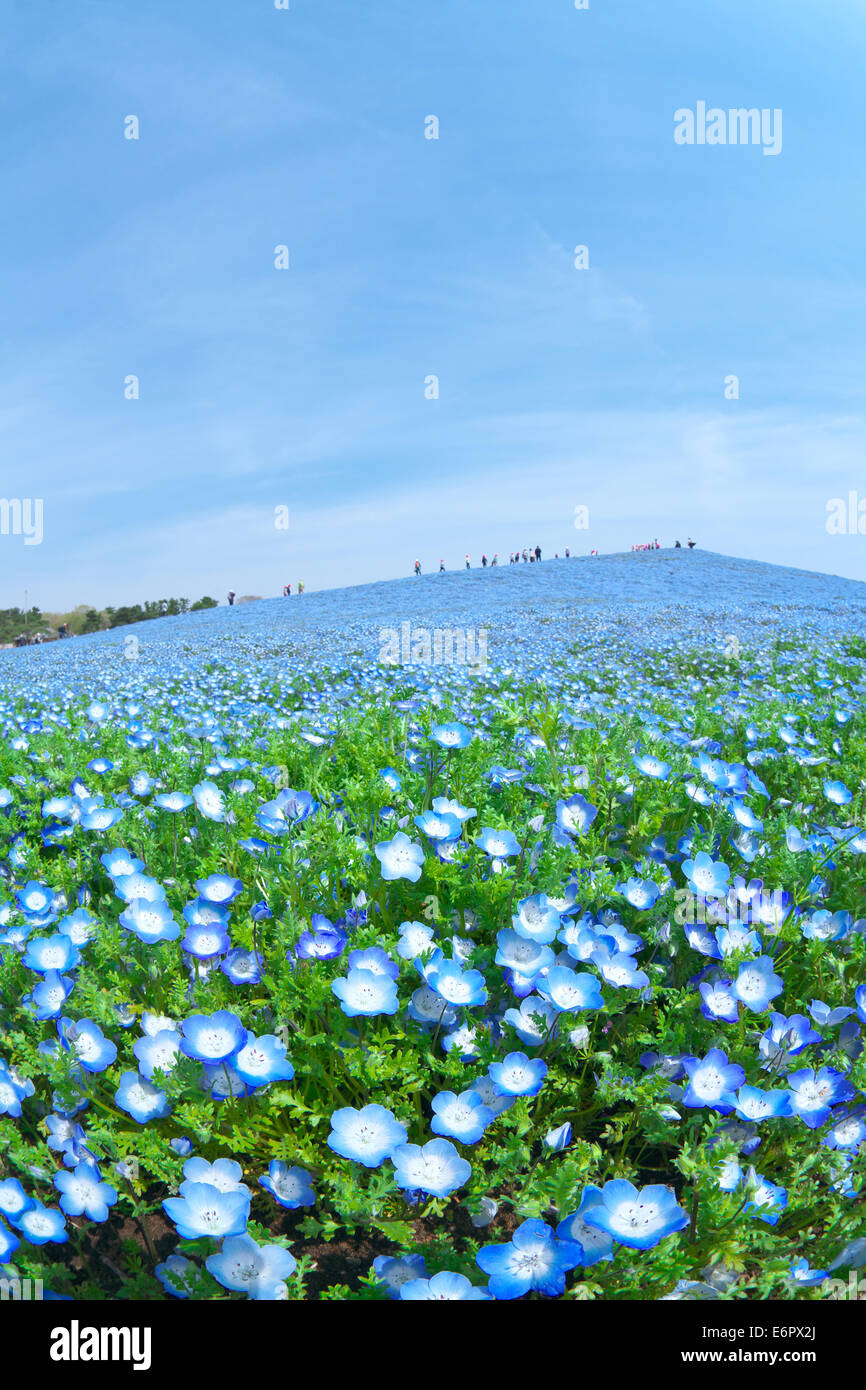 Ibaraki Prefecture, Japan Stock Photo - Alamy