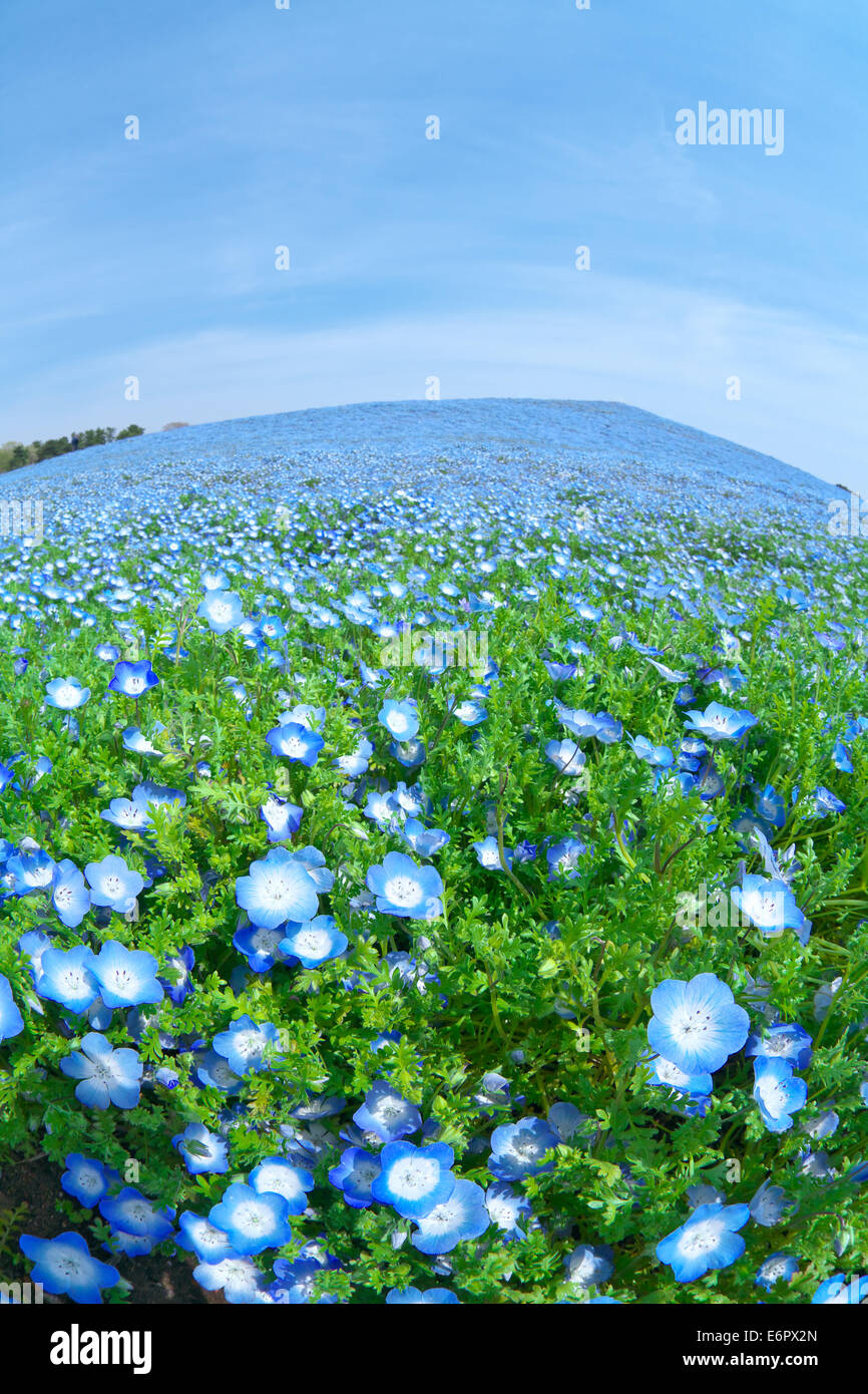 Ibaraki Prefecture, Japan Stock Photo - Alamy