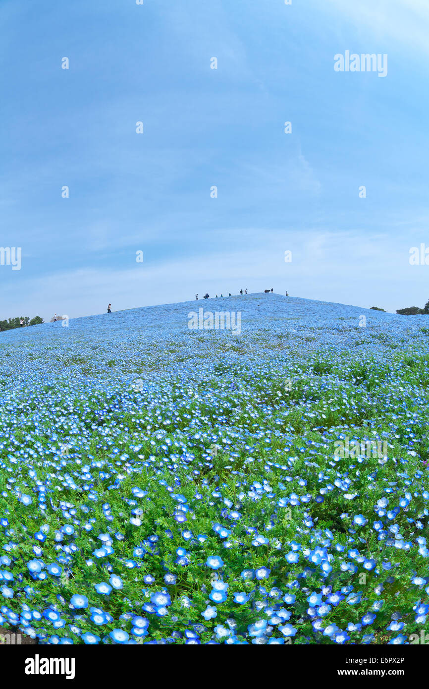 Ibaraki Prefecture, Japan Stock Photo - Alamy