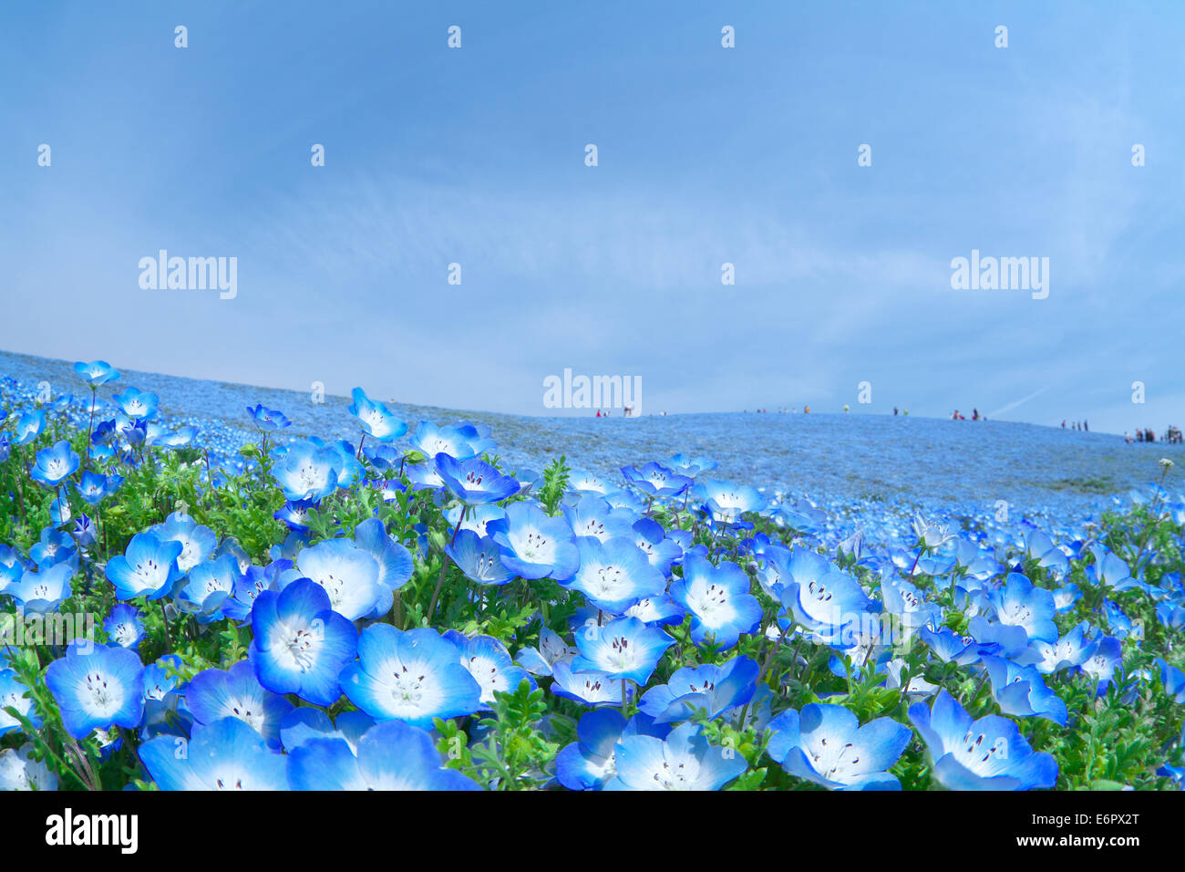 Ibaraki Prefecture, Japan Stock Photo - Alamy