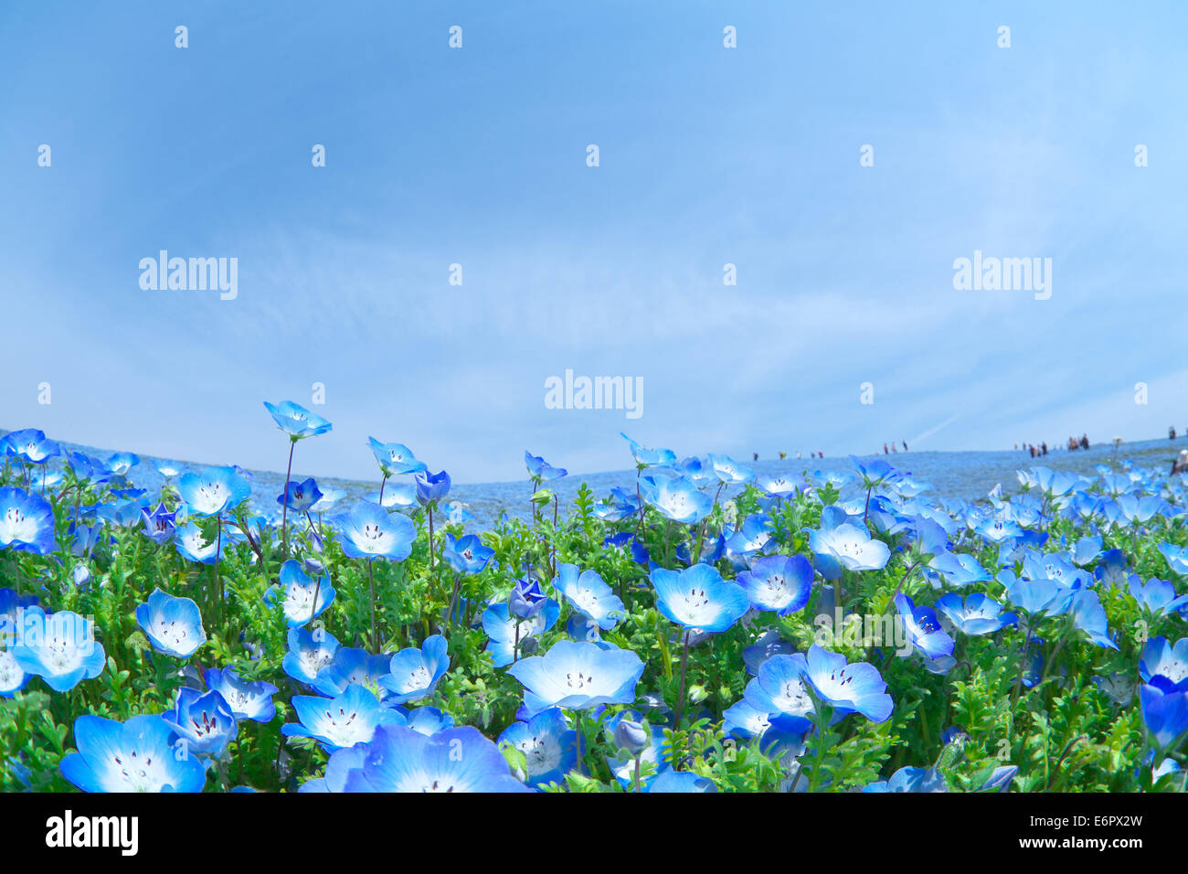Ibaraki Prefecture, Japan Stock Photo - Alamy