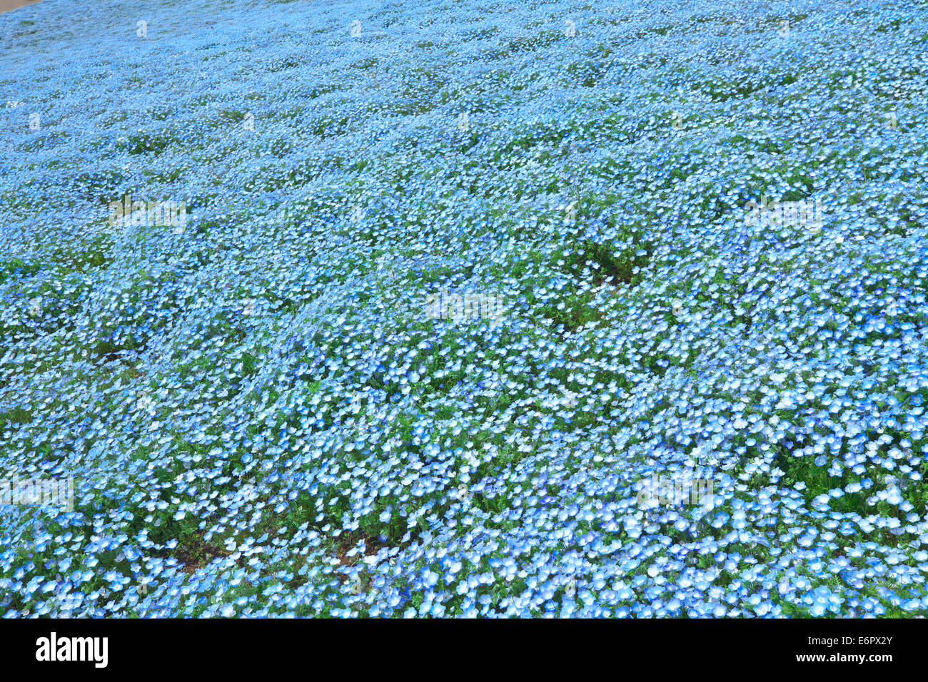Ibaraki Prefecture, Japan Stock Photo - Alamy