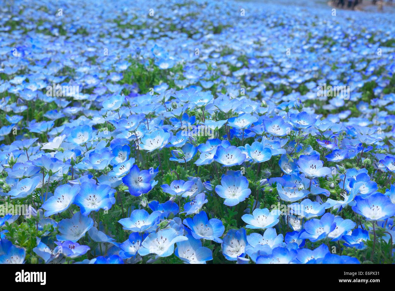 Ibaraki Prefecture, Japan Stock Photo - Alamy
