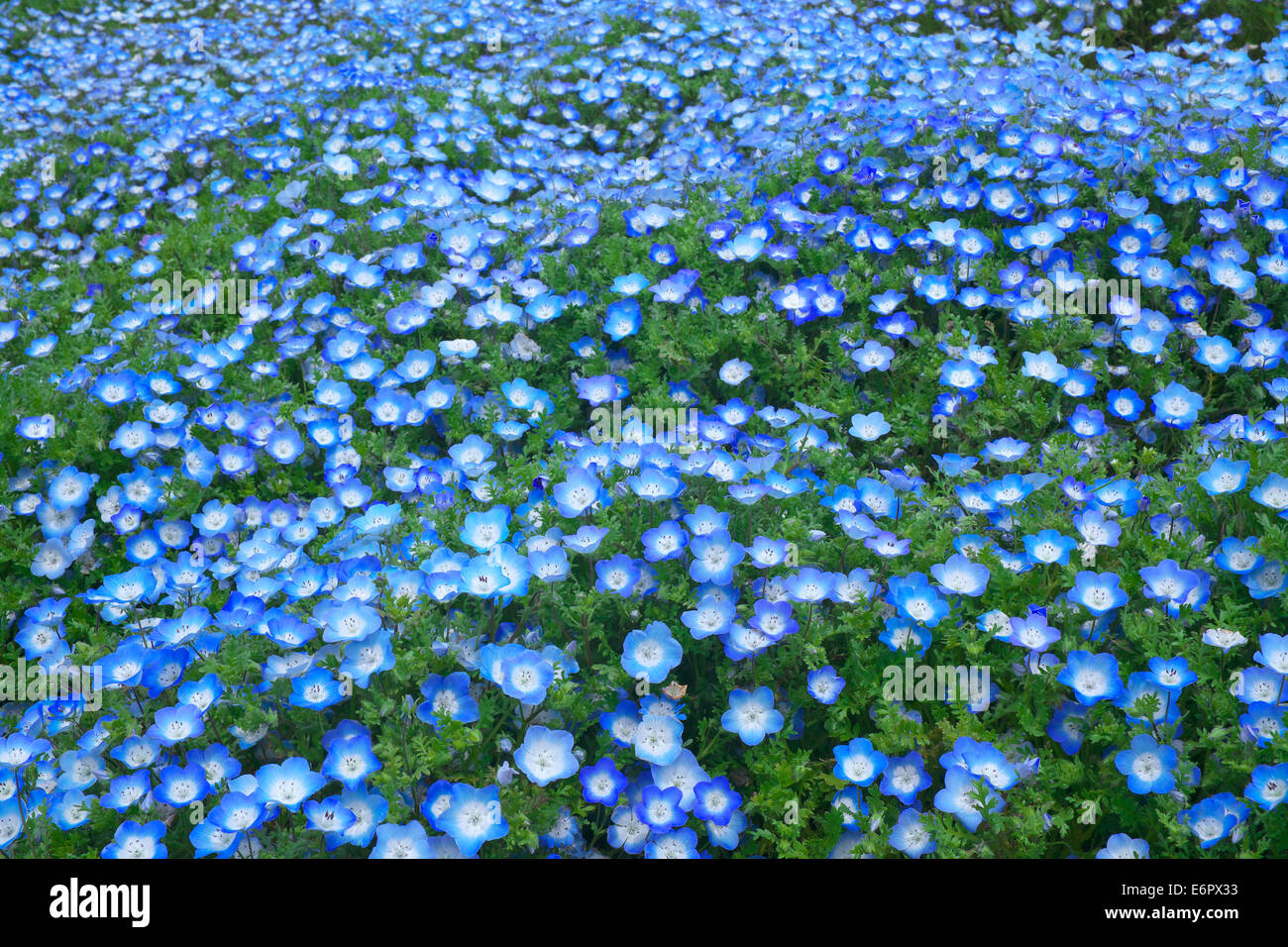 Ibaraki Prefecture, Japan Stock Photo - Alamy