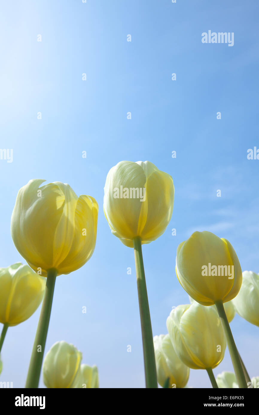 Cream colored field hi-res stock photography and images - Alamy