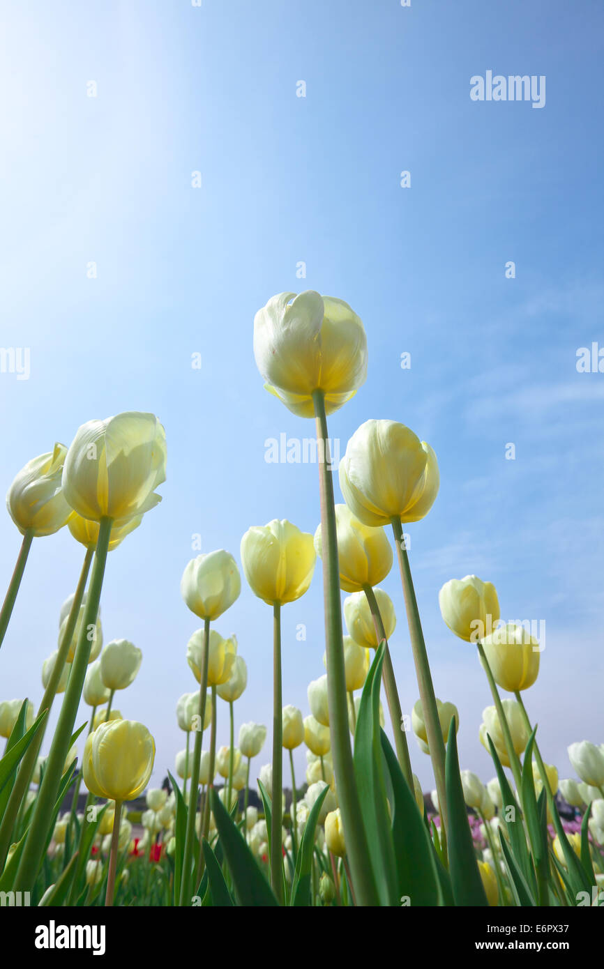 Cream colored field hi-res stock photography and images - Alamy