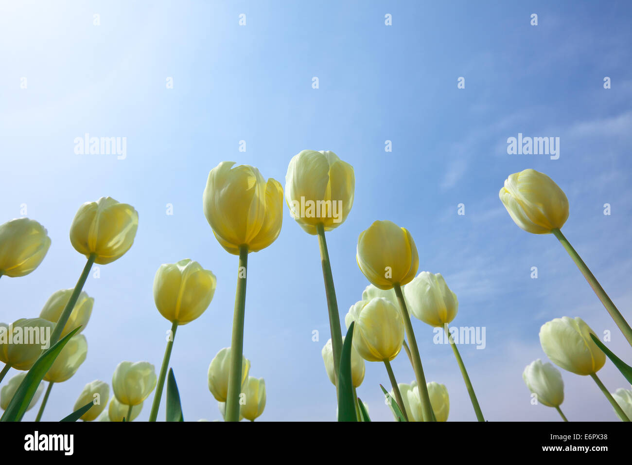 Cream colored field hi-res stock photography and images - Alamy