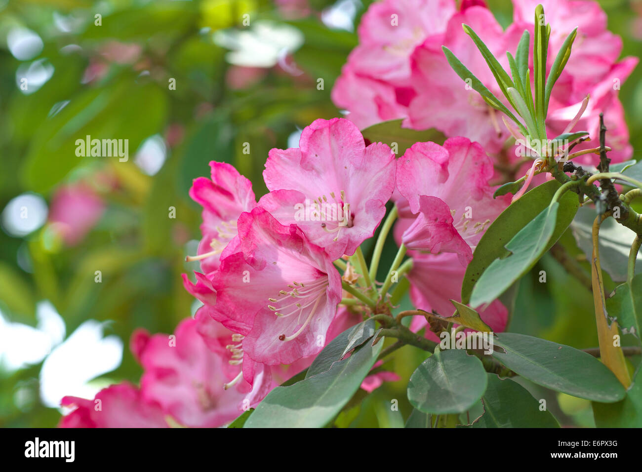 Rhododendron hymenanthes hi-res stock photography and images - Alamy