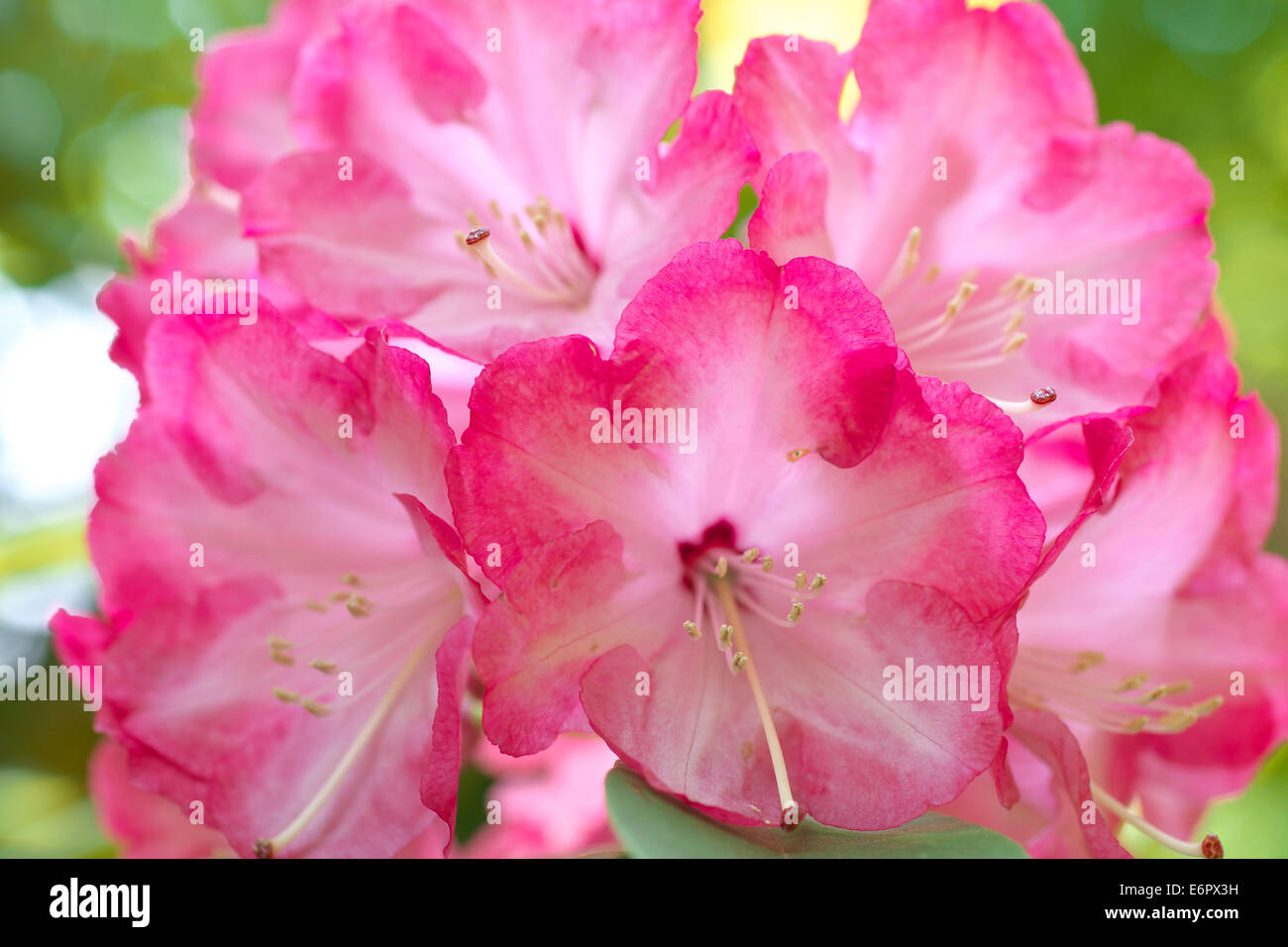 Rhododendron hymenanthes hi-res stock photography and images - Alamy
