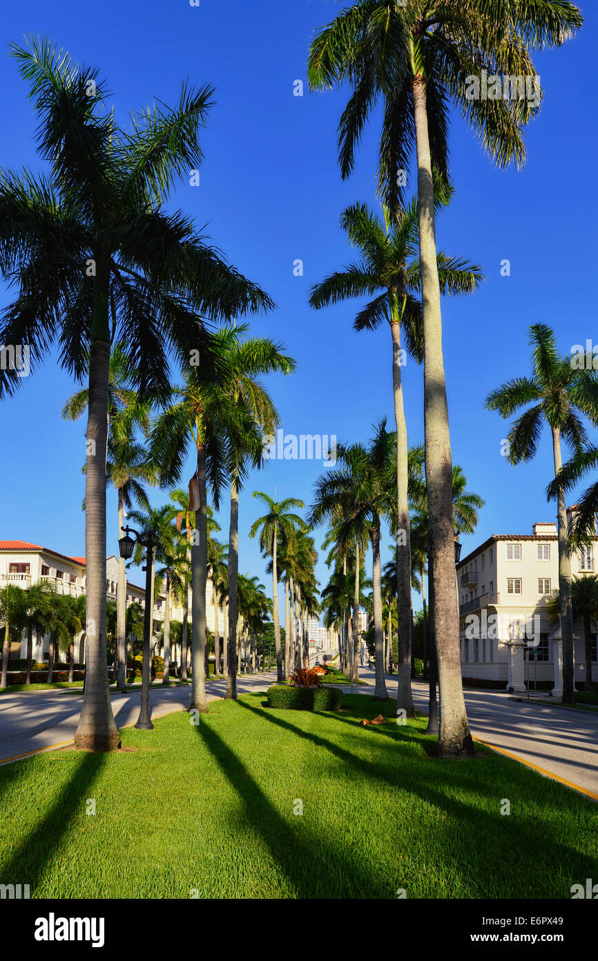 Beautiful palm trees at famous Royal Palm Way, Palm Beach, Florida ...