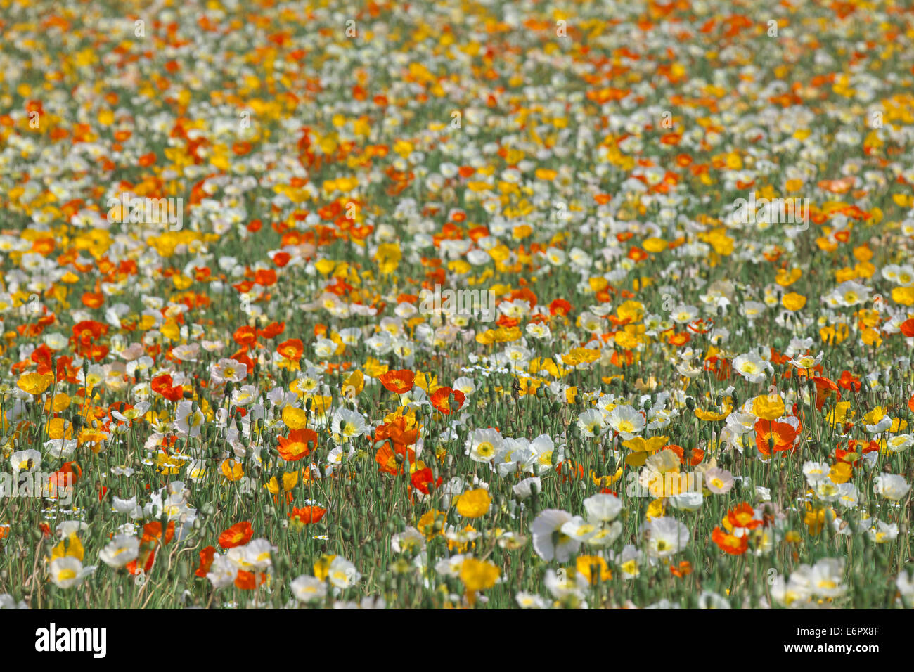 Side view of orange poppy hi-res stock photography and images - Alamy