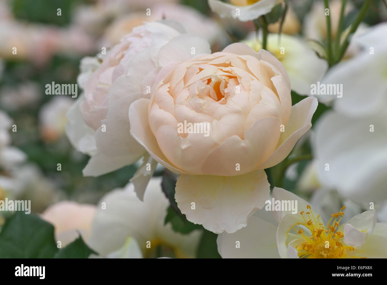 The shepherdess rose hi-res stock photography and images - Alamy