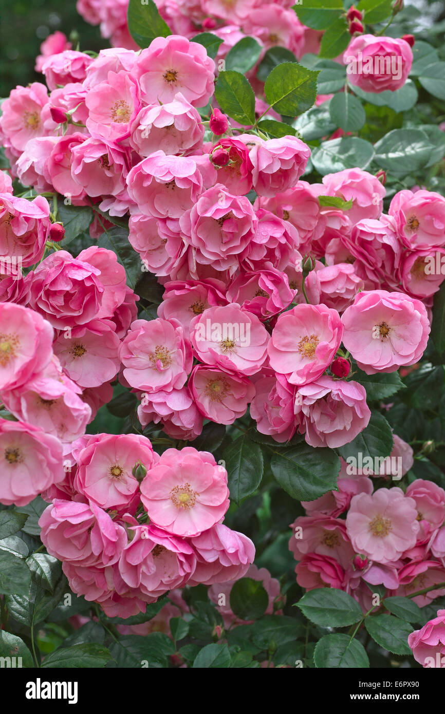 Early climbing rose hi-res stock photography and images - Alamy