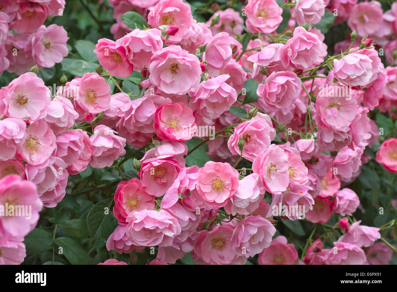 Early climbing rose hi-res stock photography and images - Alamy