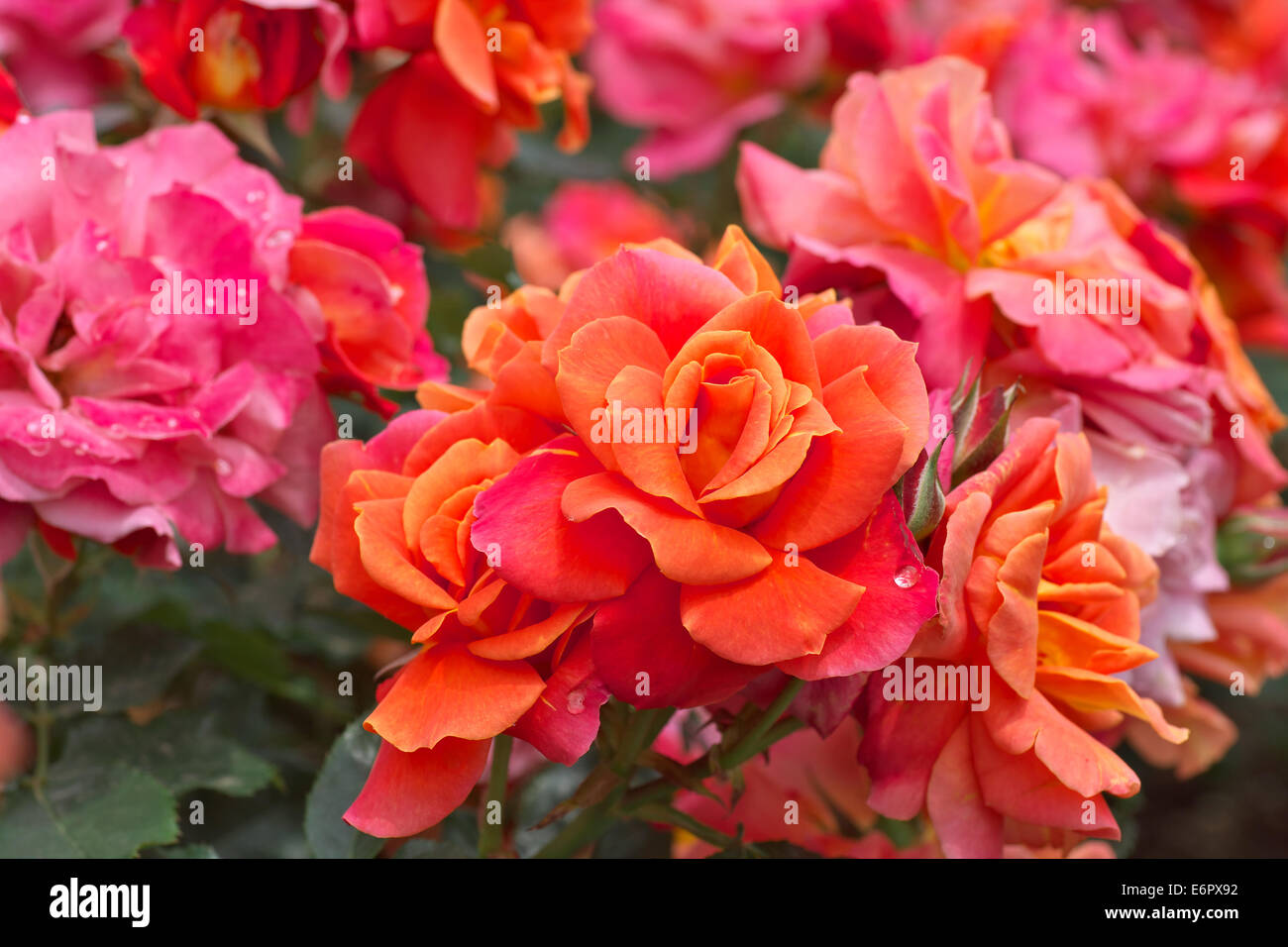 Disneyland rose hi-res stock photography and images - Alamy