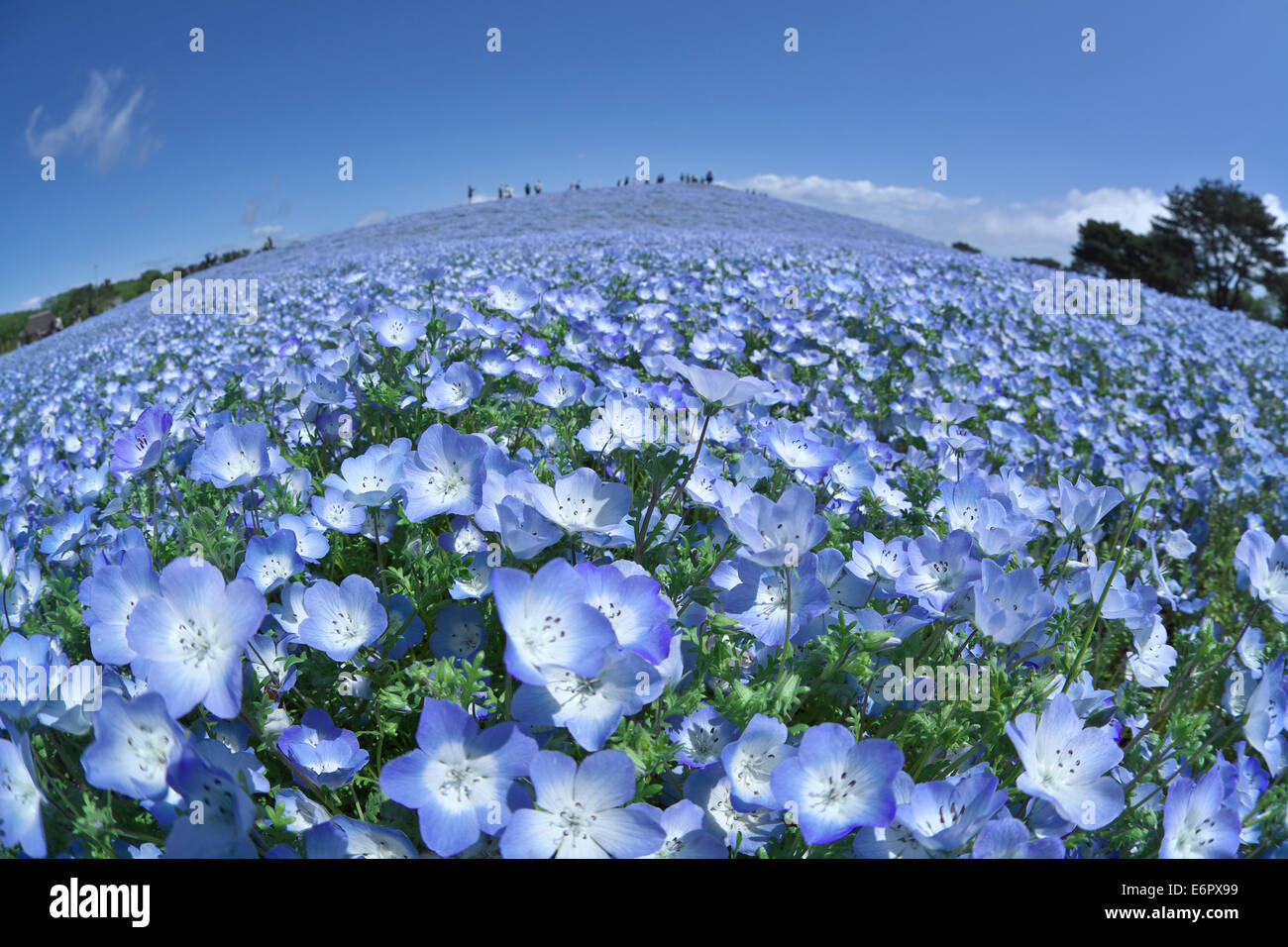 Ibaraki Prefecture, Japan Stock Photo - Alamy