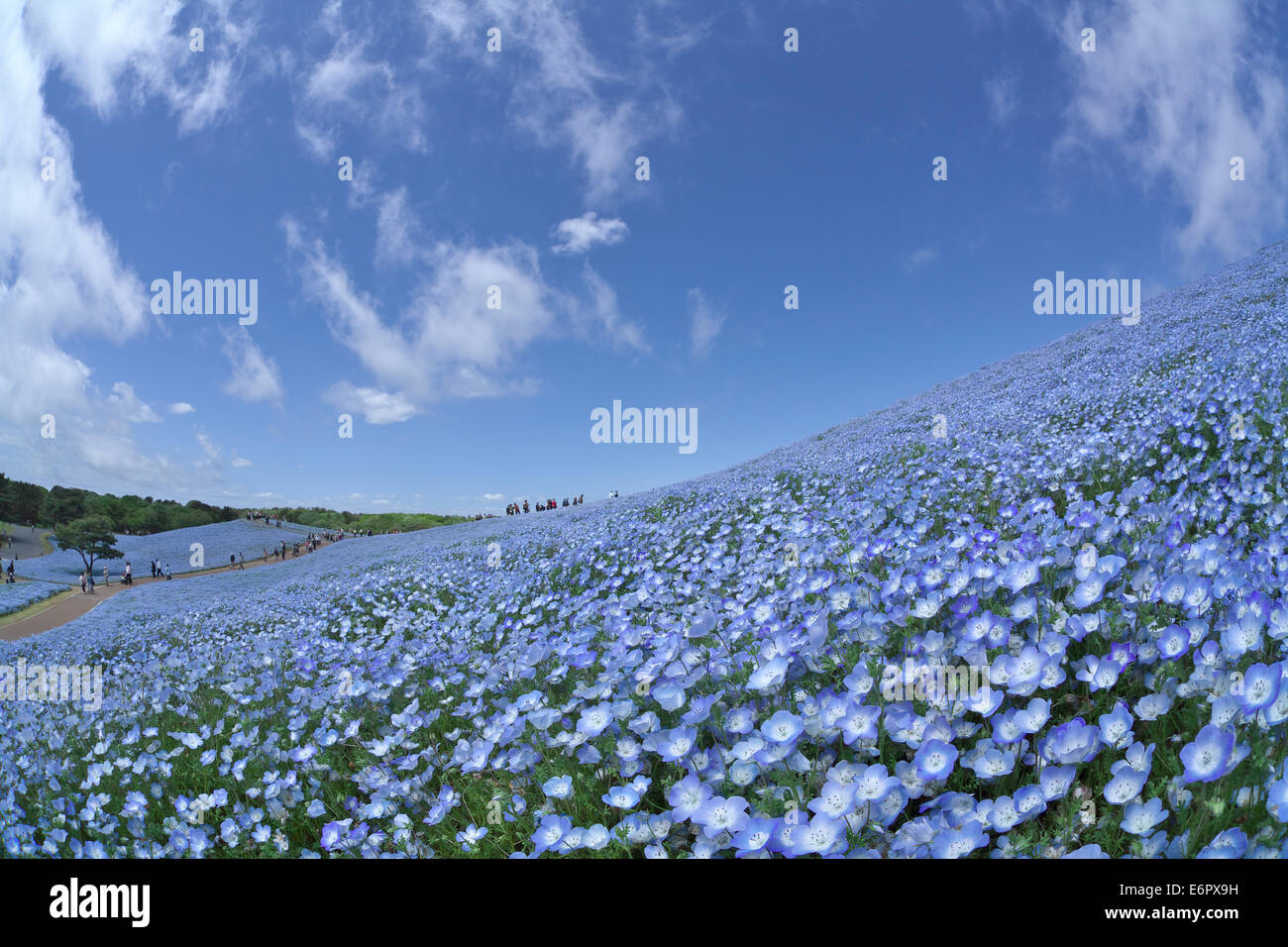 Ibaraki Prefecture, Japan Stock Photo - Alamy