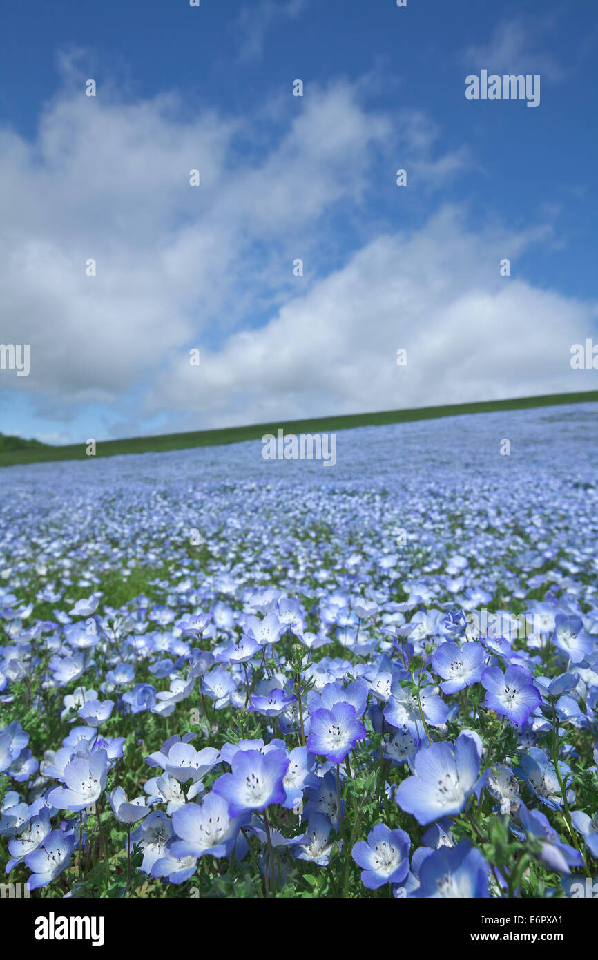 Ibaraki Prefecture, Japan Stock Photo - Alamy