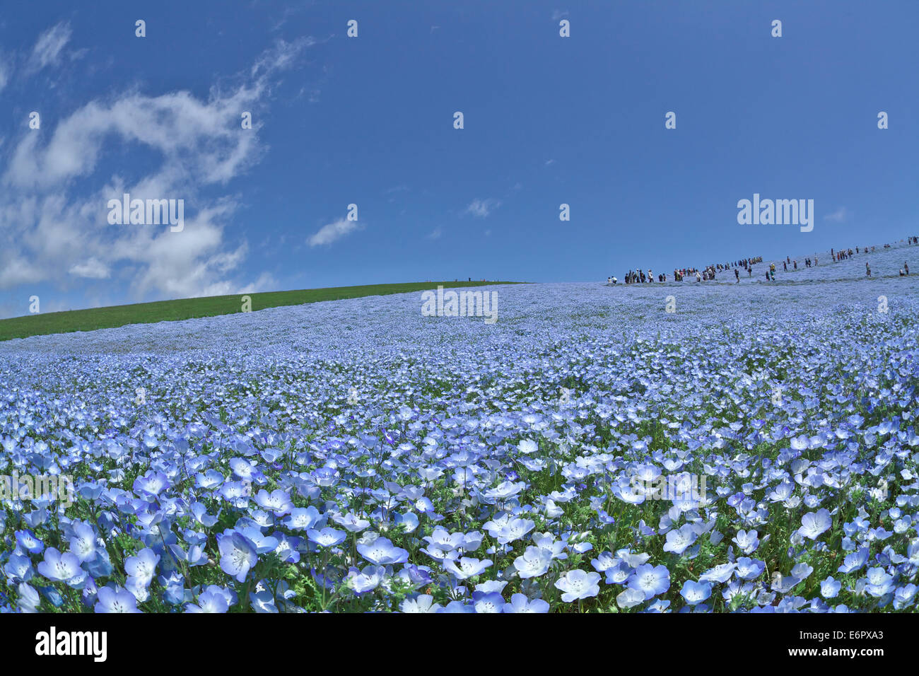 Ibaraki Prefecture, Japan Stock Photo - Alamy