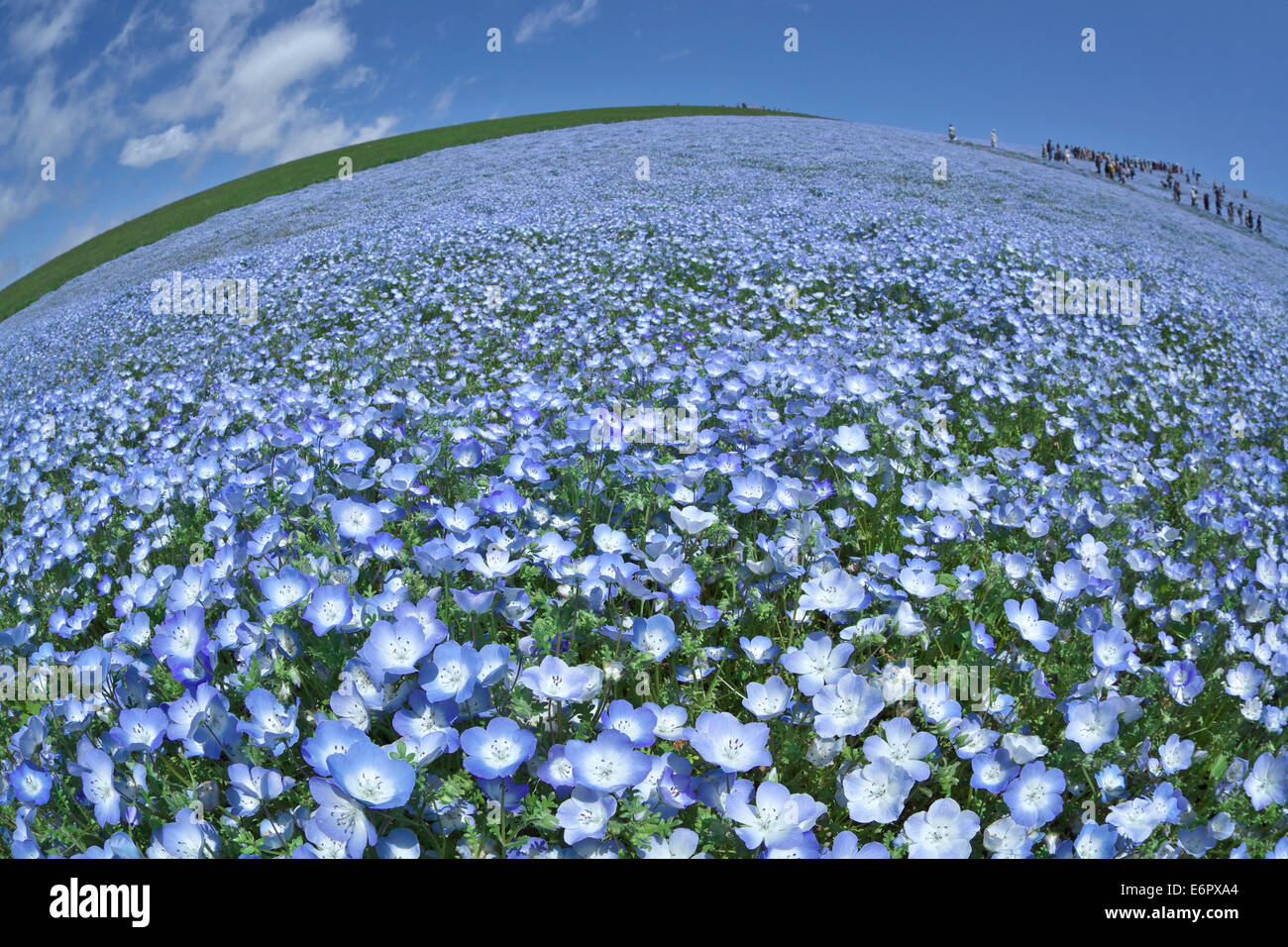 Ibaraki Prefecture, Japan Stock Photo - Alamy