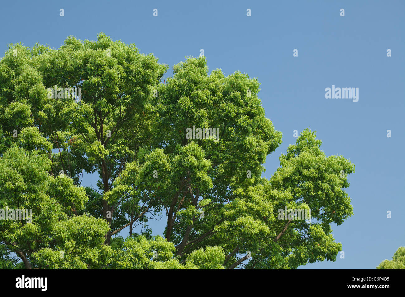 Tree and blue sky Stock Photo - Alamy