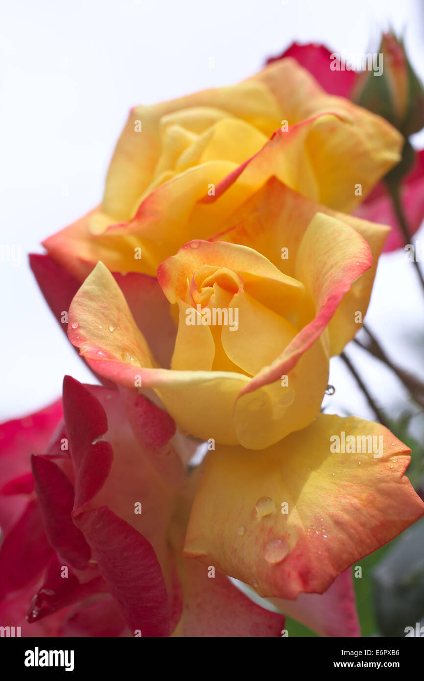 Rose masquerade flower hi-res stock photography and images - Alamy