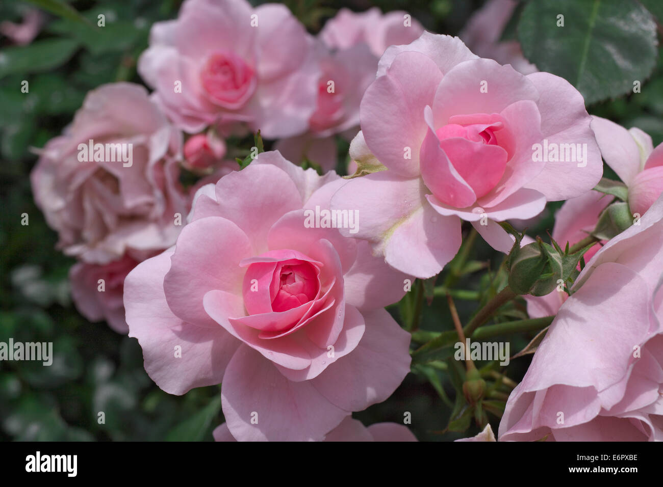Bonita rose hi-res stock photography and images - Alamy