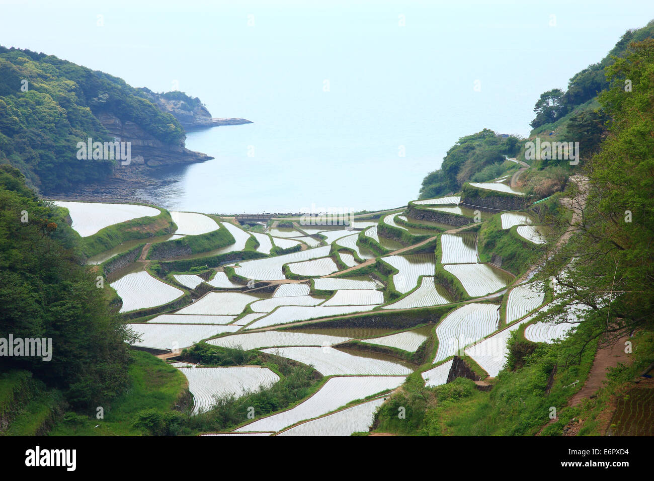 Terraced Rice Field, Japan Stock Photo - Alamy