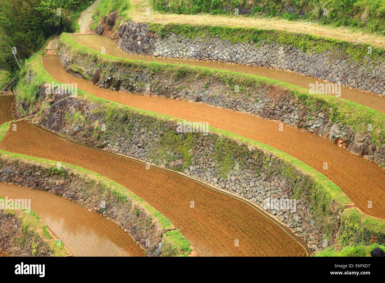 Terraced Rice Field, Japan Stock Photo - Alamy